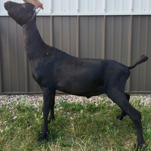 Sugar Bottom Goats Comet – Wisconsin Dairy Goat Association
