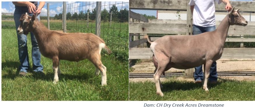 Togg Buck – Wisconsin Dairy Goat Association