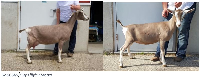Togg Doe – Wisconsin Dairy Goat Association